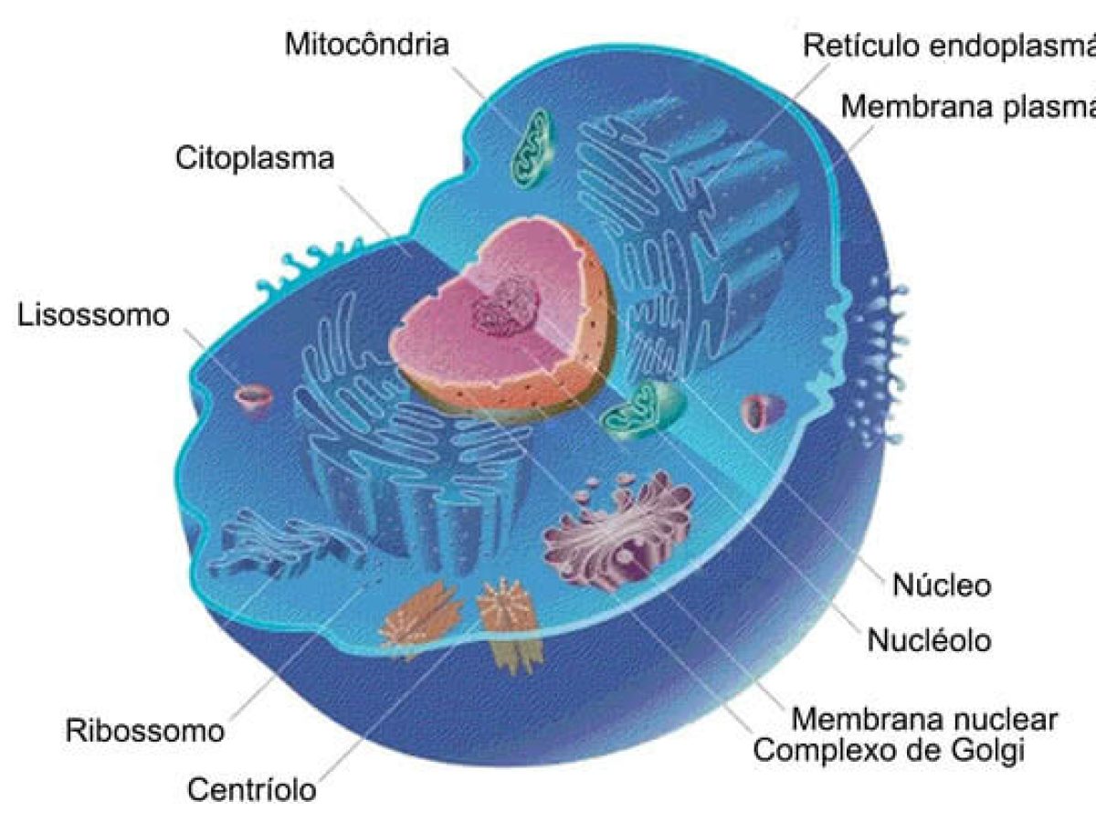 Celula Animal E Vegetal Nao Rotulada