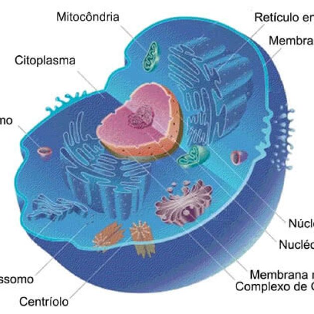 Célula Animal Célula Animal Rompecabezas En Línea